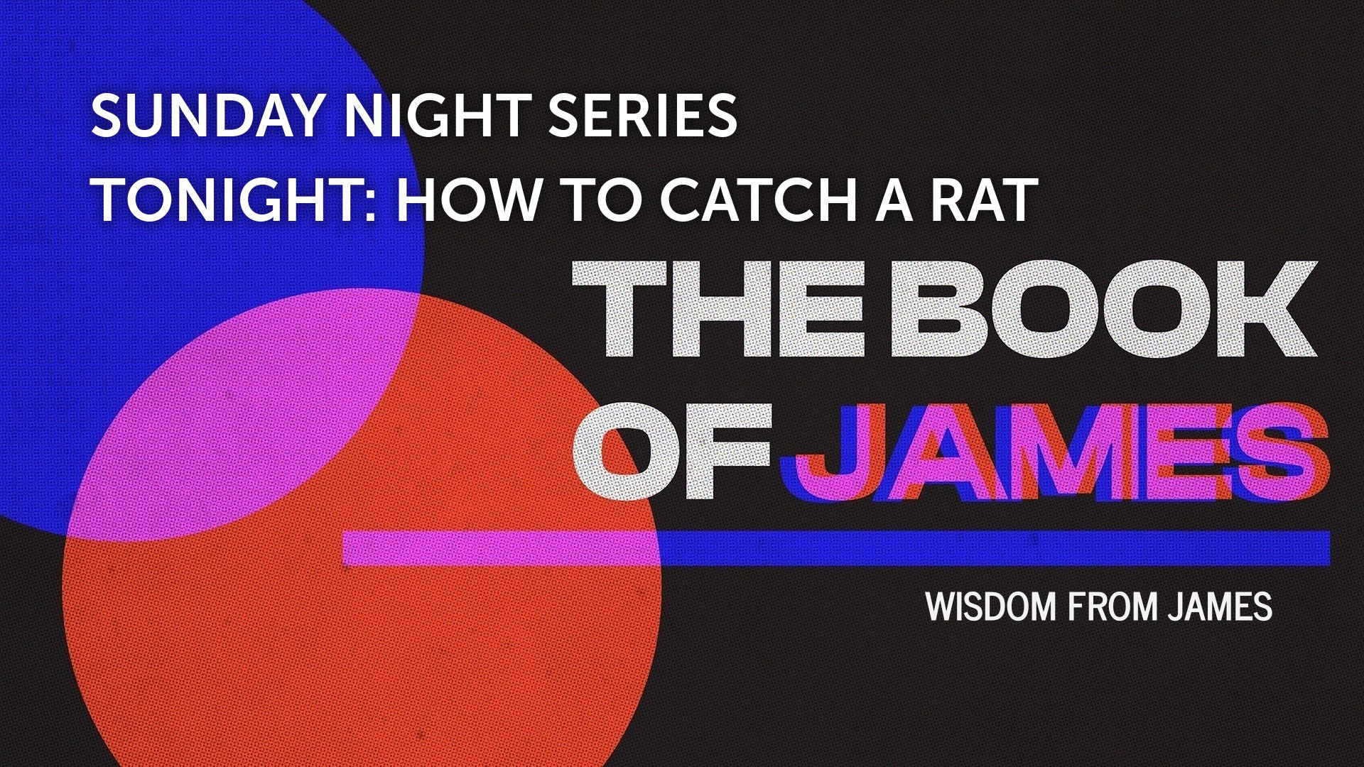 How To Catch A Rat | LWBC Let's Connect