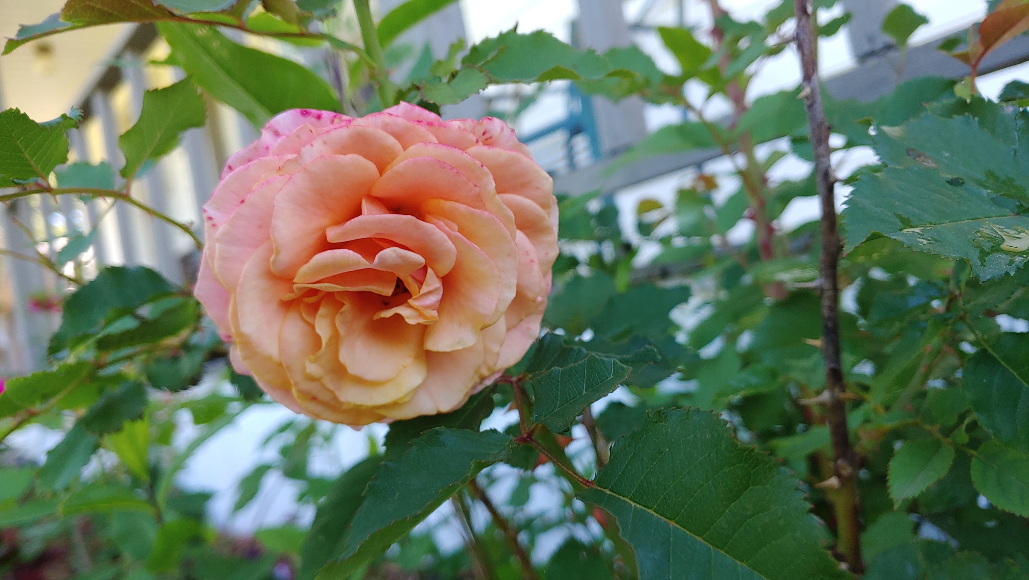 Bible Study Of Deuteronomy 7-7:24 | The Bible Not Watered Down